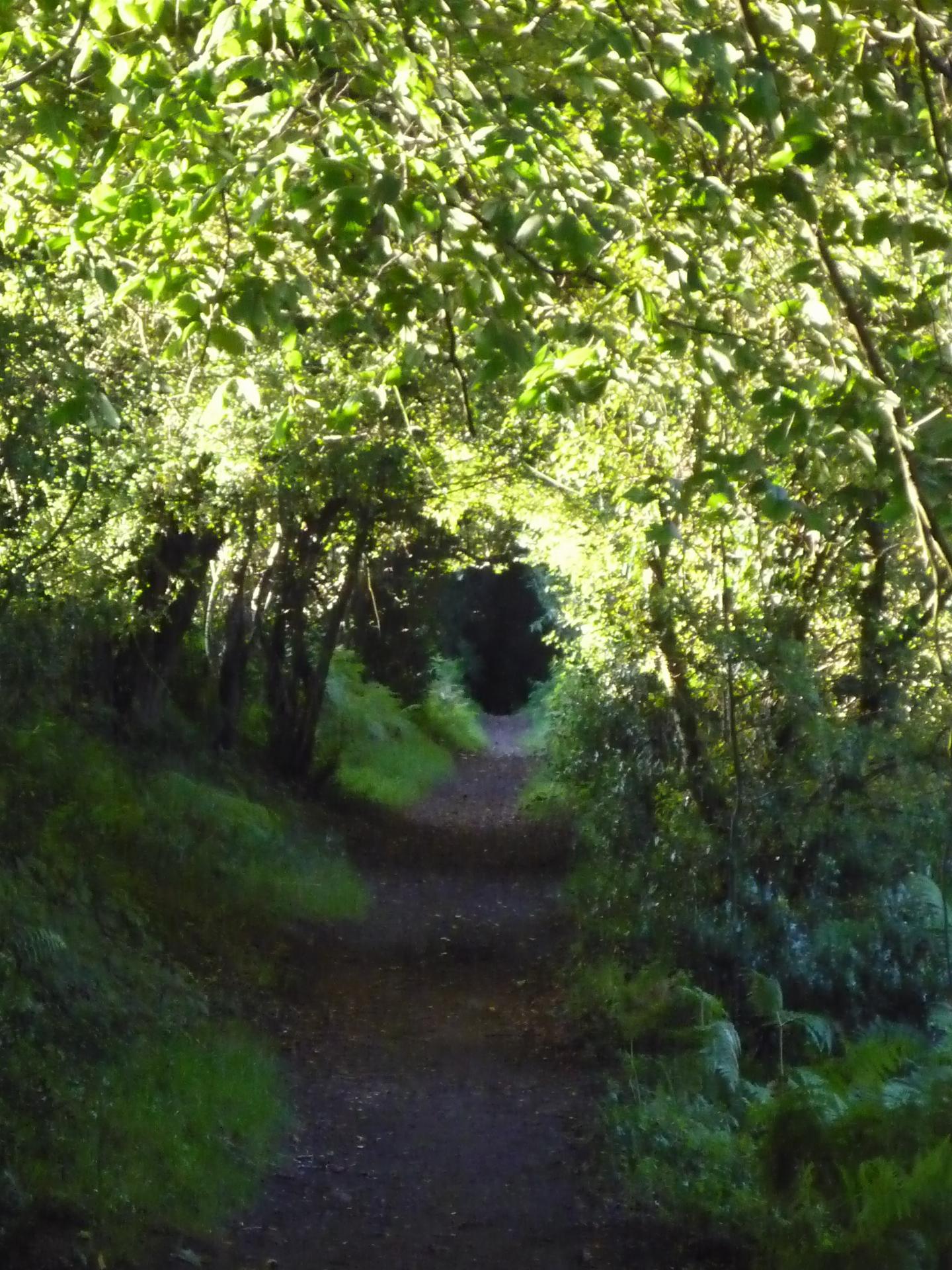 St Veep, Cornwall above the River Fowey | Celtic Glory