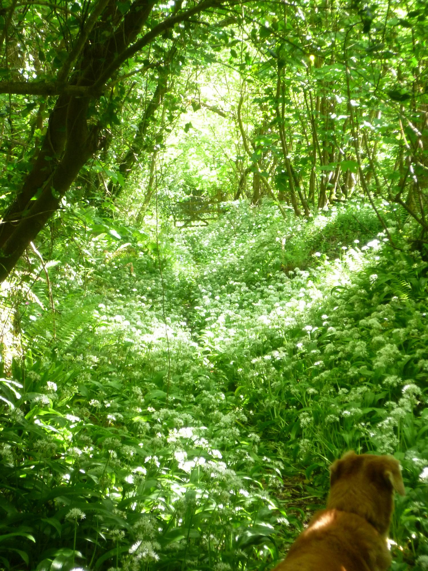 The Saint's Way, Cornwall ancient path | Celtic Glory