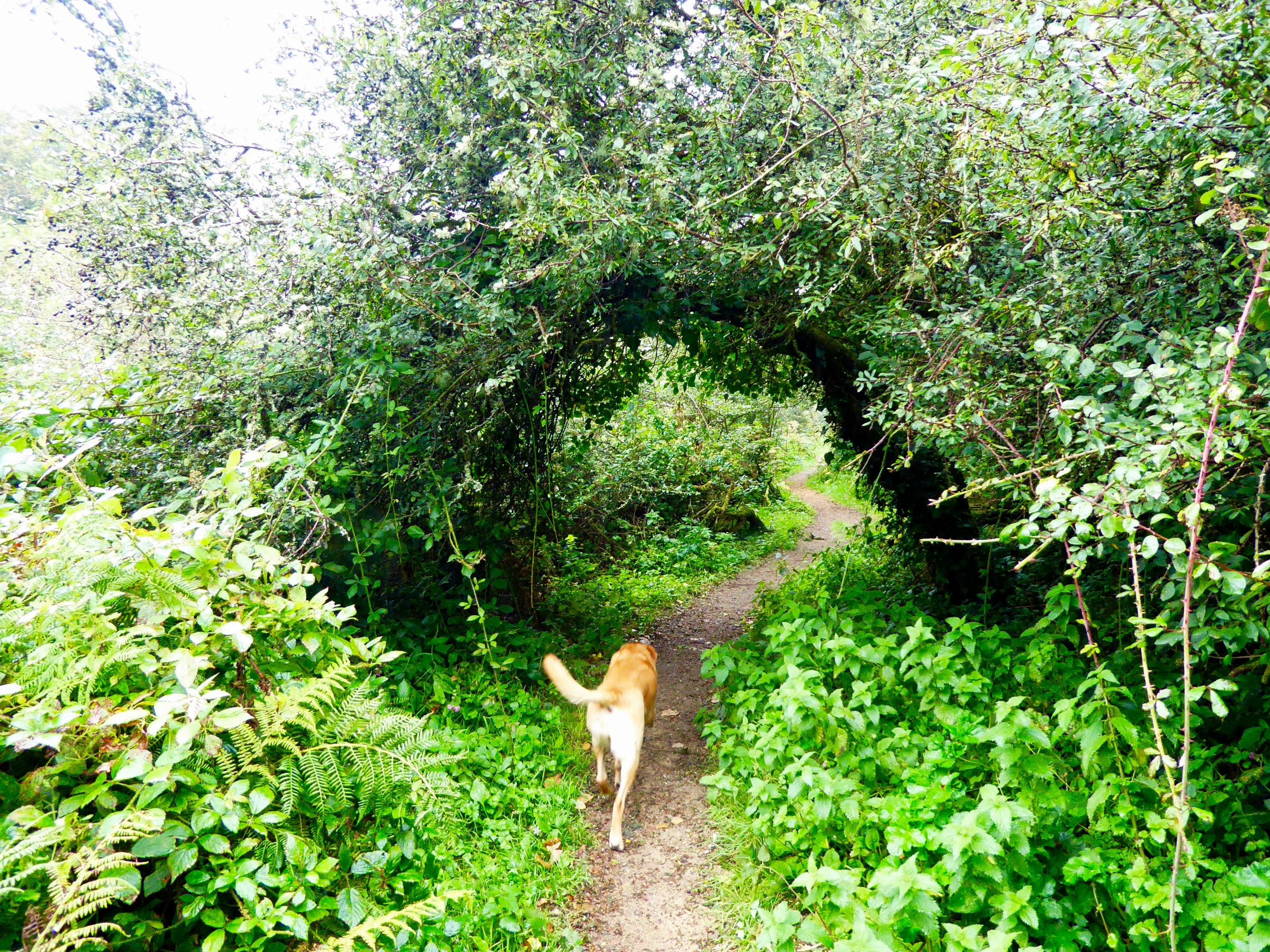 Madron Holy Well and Chapel, Madron | Celtic Glory